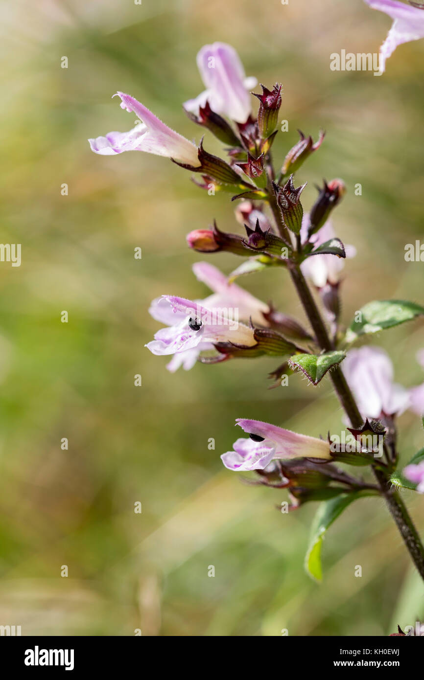 Common Calamint Calamintha ascendens Stock Photo - Alamy