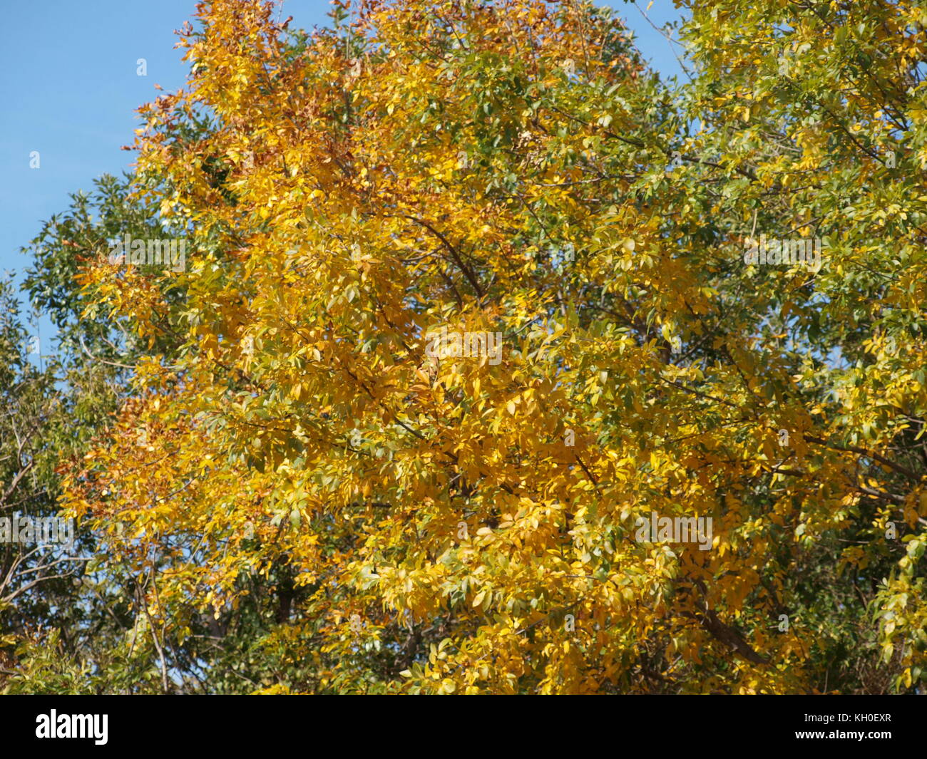 Sam Houston Trail Park Delights Stock Photo - Alamy