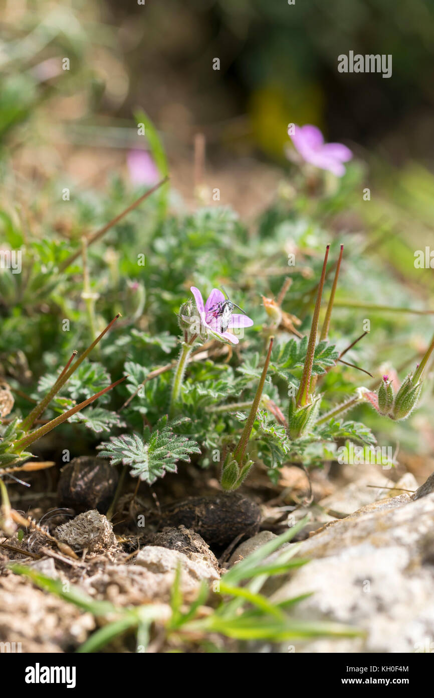 Herb Robert Geranium robertianum Stock Photo - Alamy