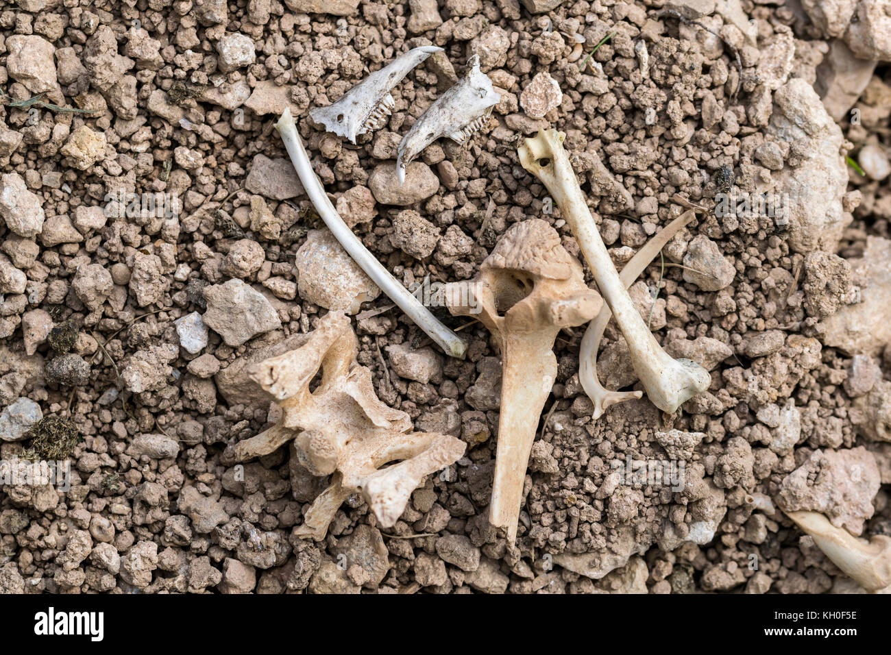 Animal bones on the Great Ormes head North Wales Stock Photo - Alamy
