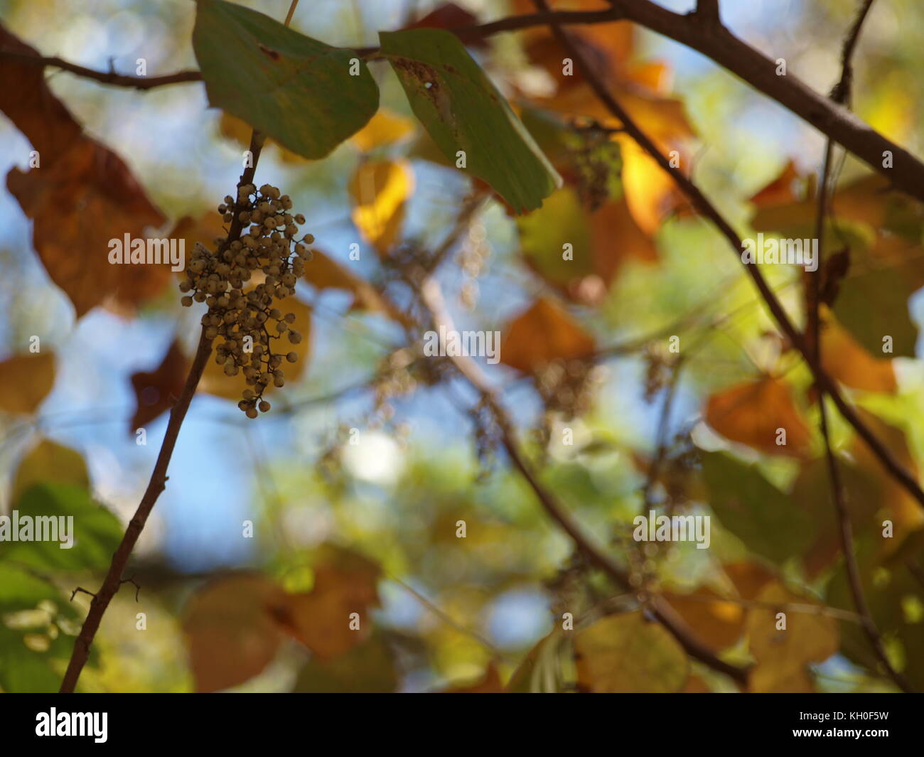 Sam Houston Trail Park Delights Stock Photo - Alamy