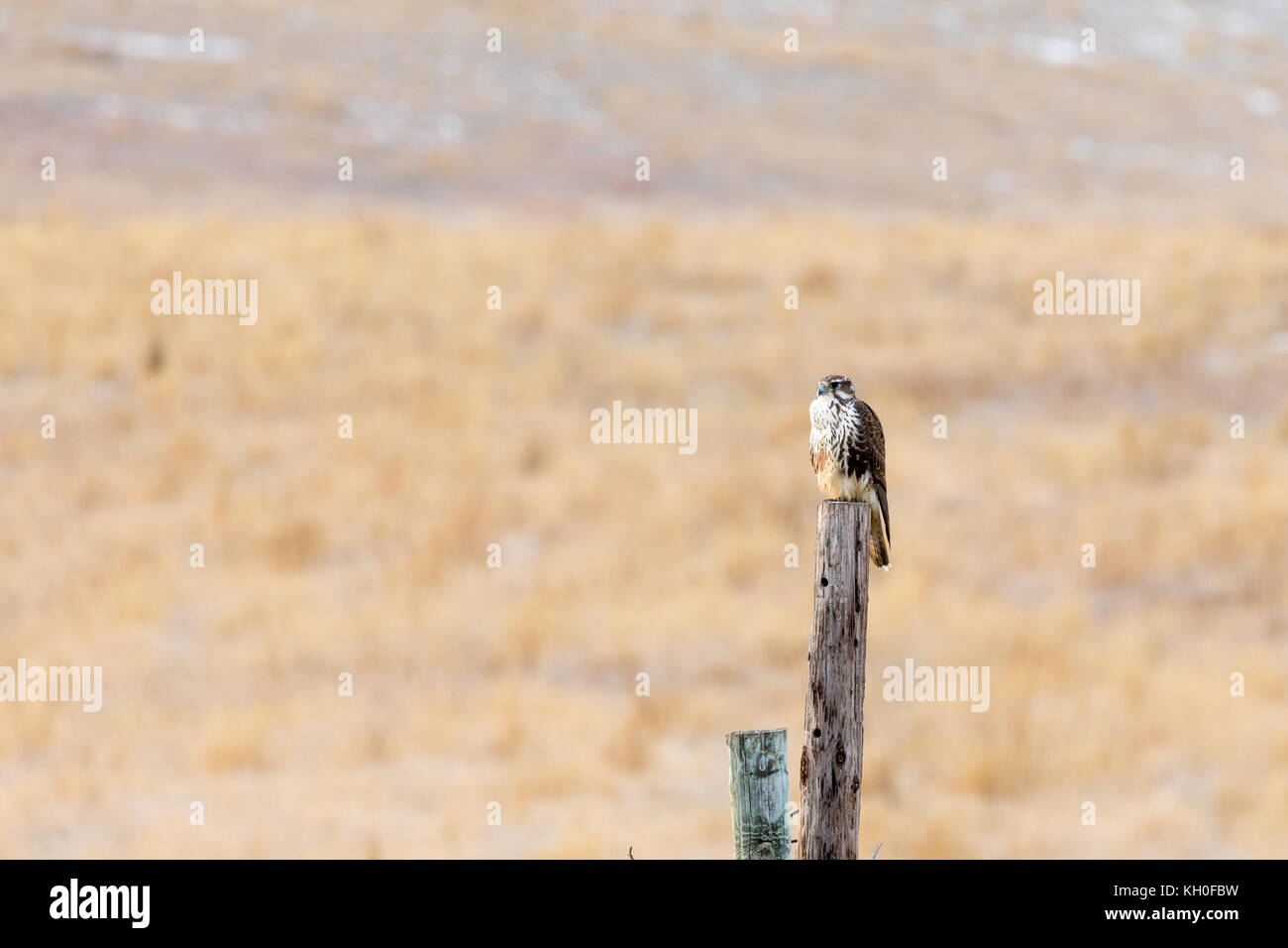 Prairie falcon (Falco mexicanus), Philip, South Dakota, USA Stock Photo ...