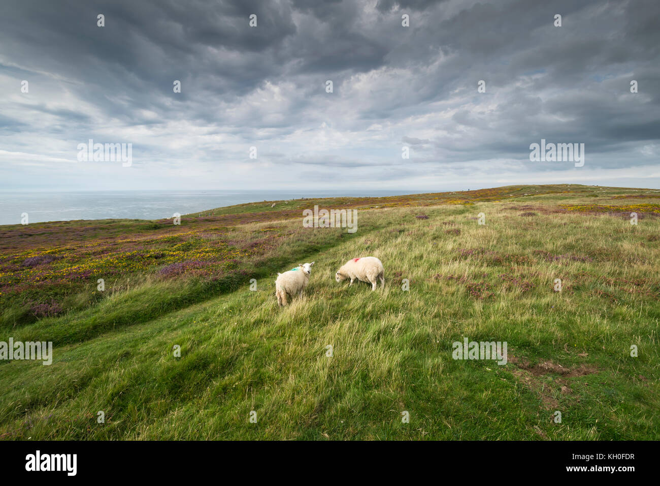 Lleyn sheep grazing on the Great Ormes Head Llandudno North Wales Stock ...