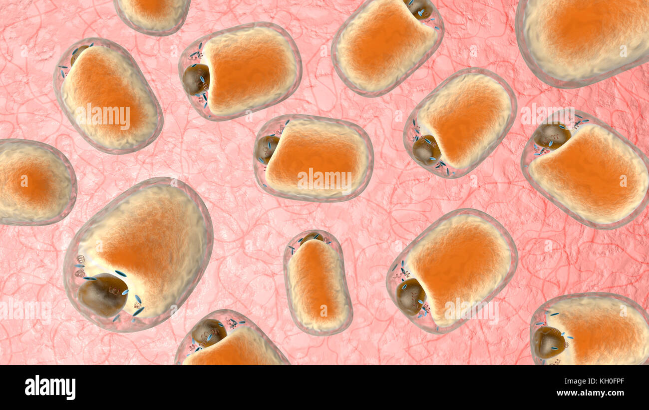 Lipocyte fat cells hi-res stock photography and images - Alamy