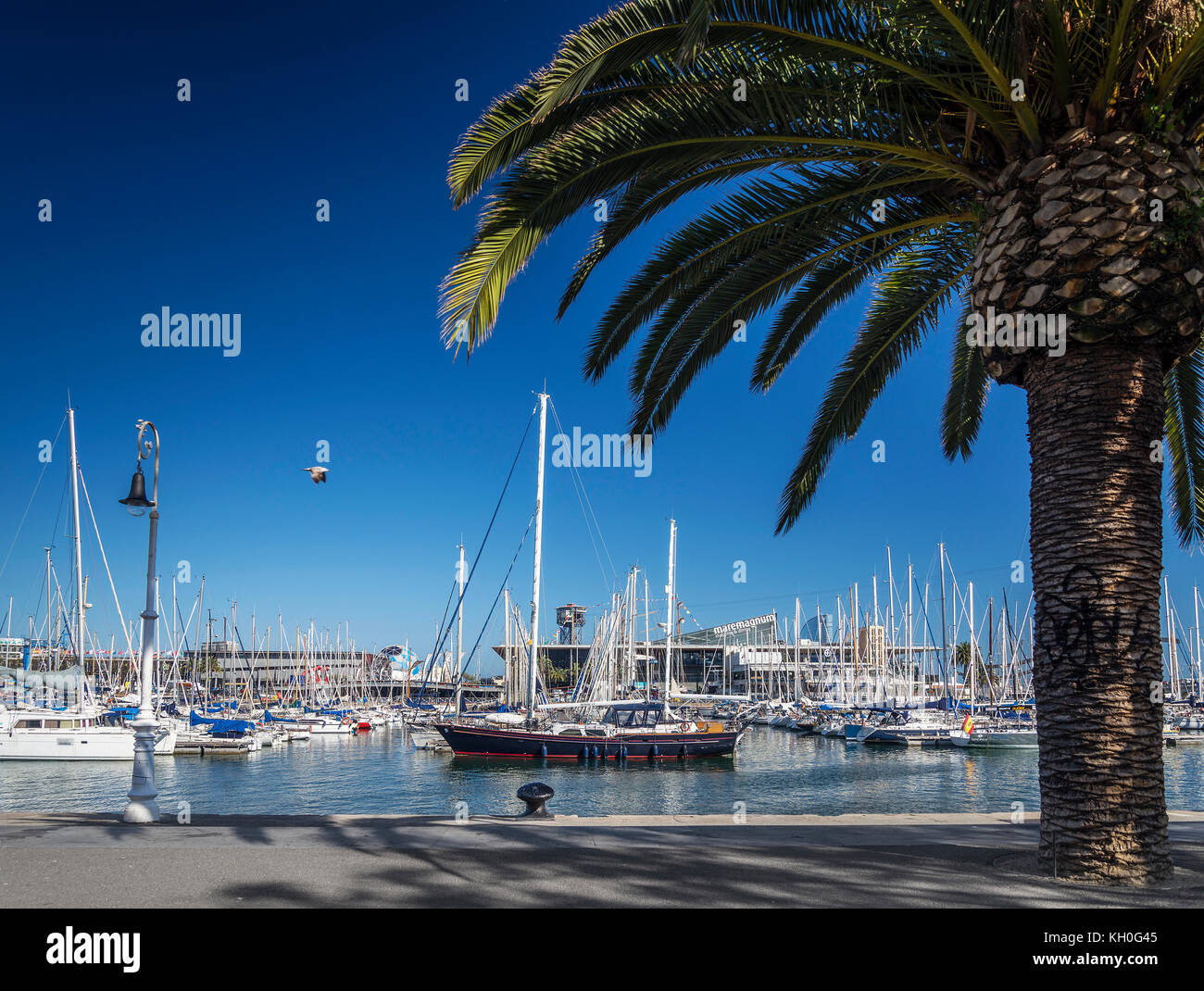 urban marina view and pedestrian promenade in port vell area of ...
