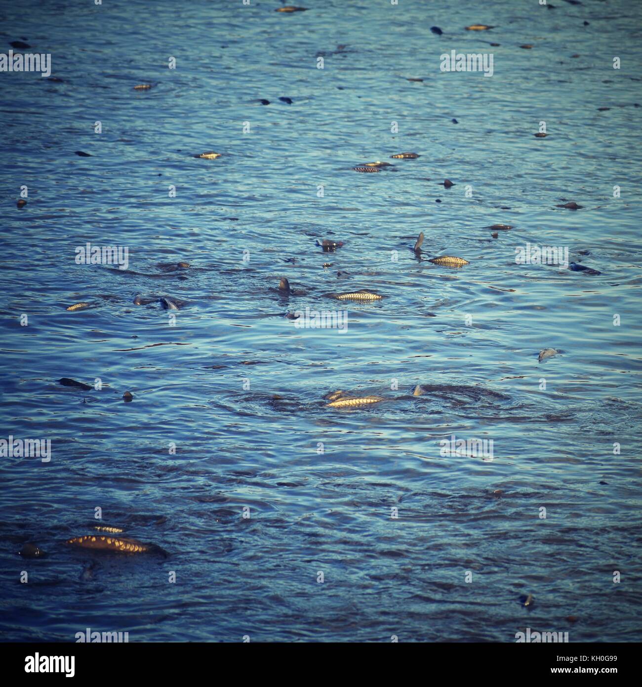 Traditional autumn catch of ponds. Czech pre-Christmas tradition Stock ...