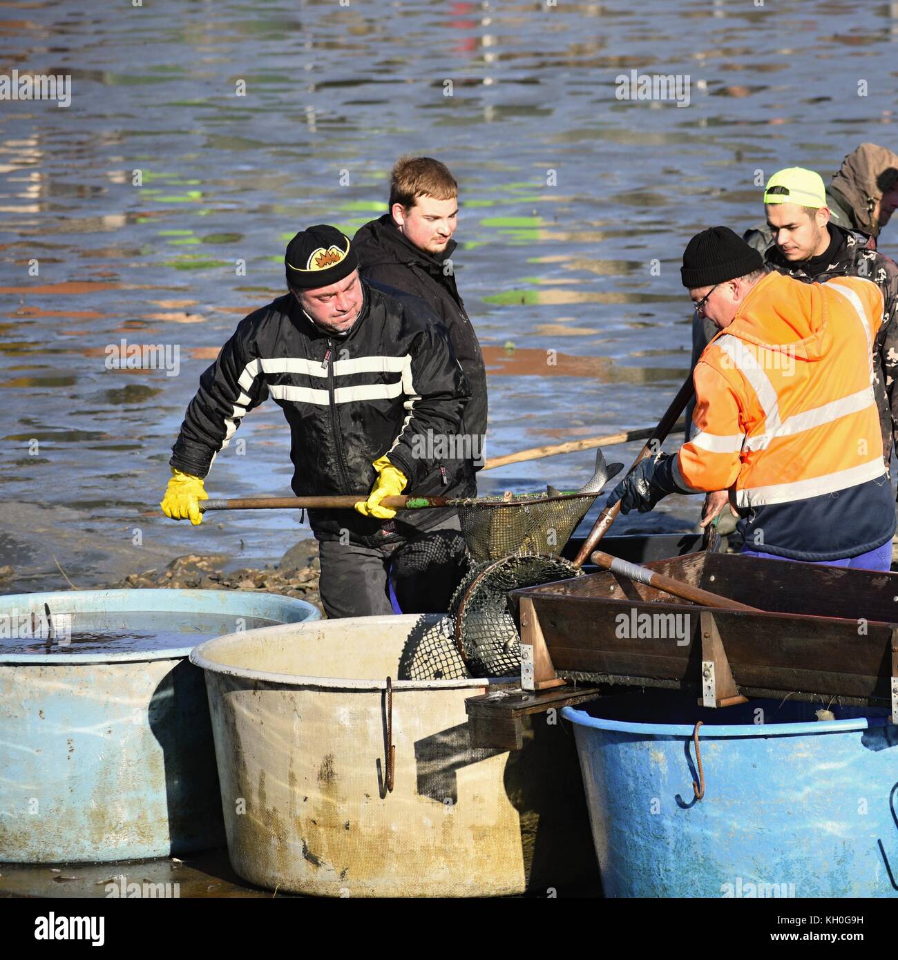 11 November 2017 brno Czech Republic. Traditional autumn catch of ponds ...