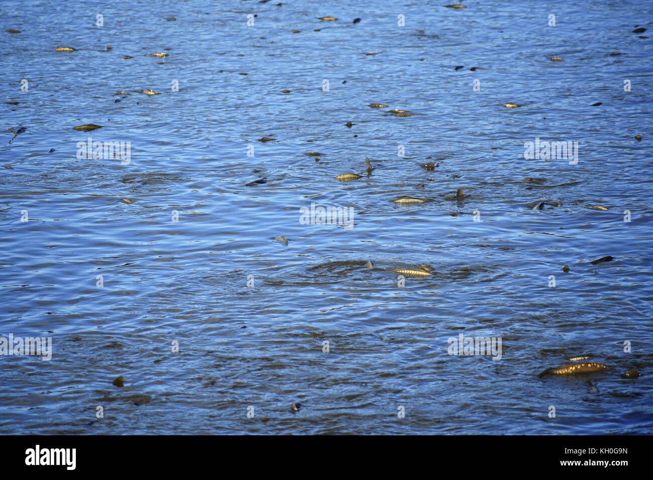Traditional autumn catch of ponds. Czech pre-Christmas tradition Stock ...