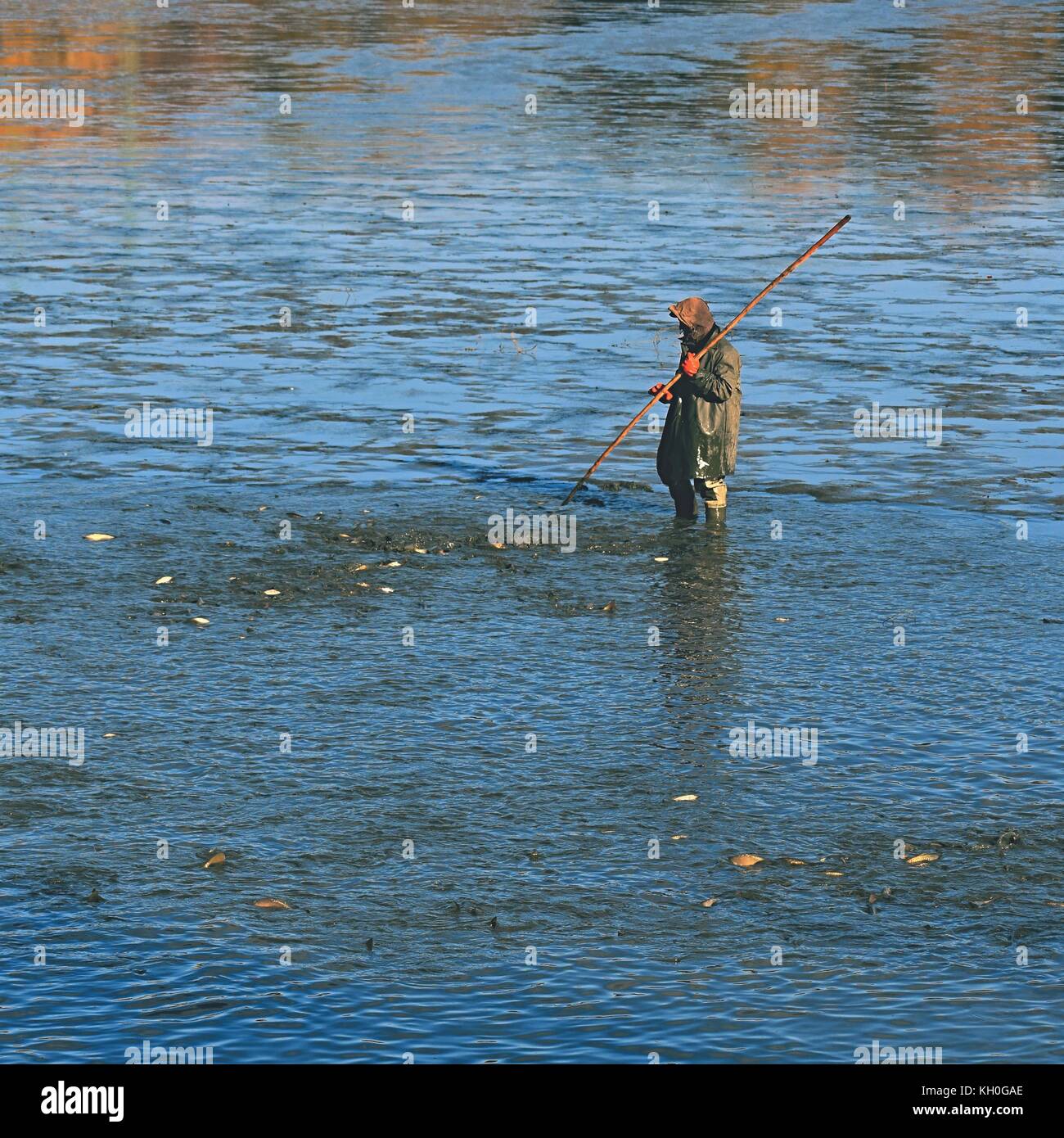 11 November 2017 brno Czech Republic. Traditional autumn catch of ponds ...