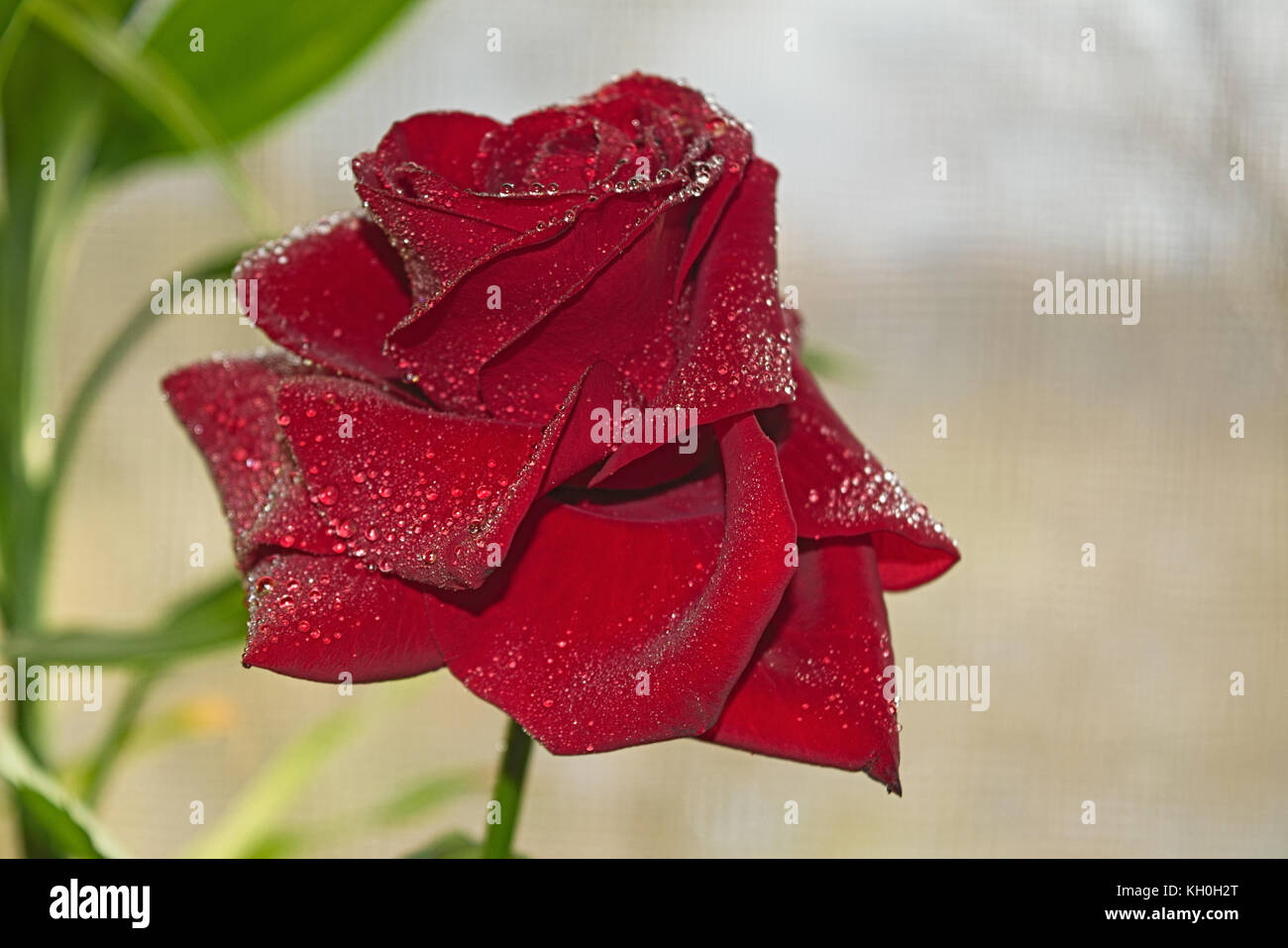 Red rose on the background of the window Stock Photo - Alamy