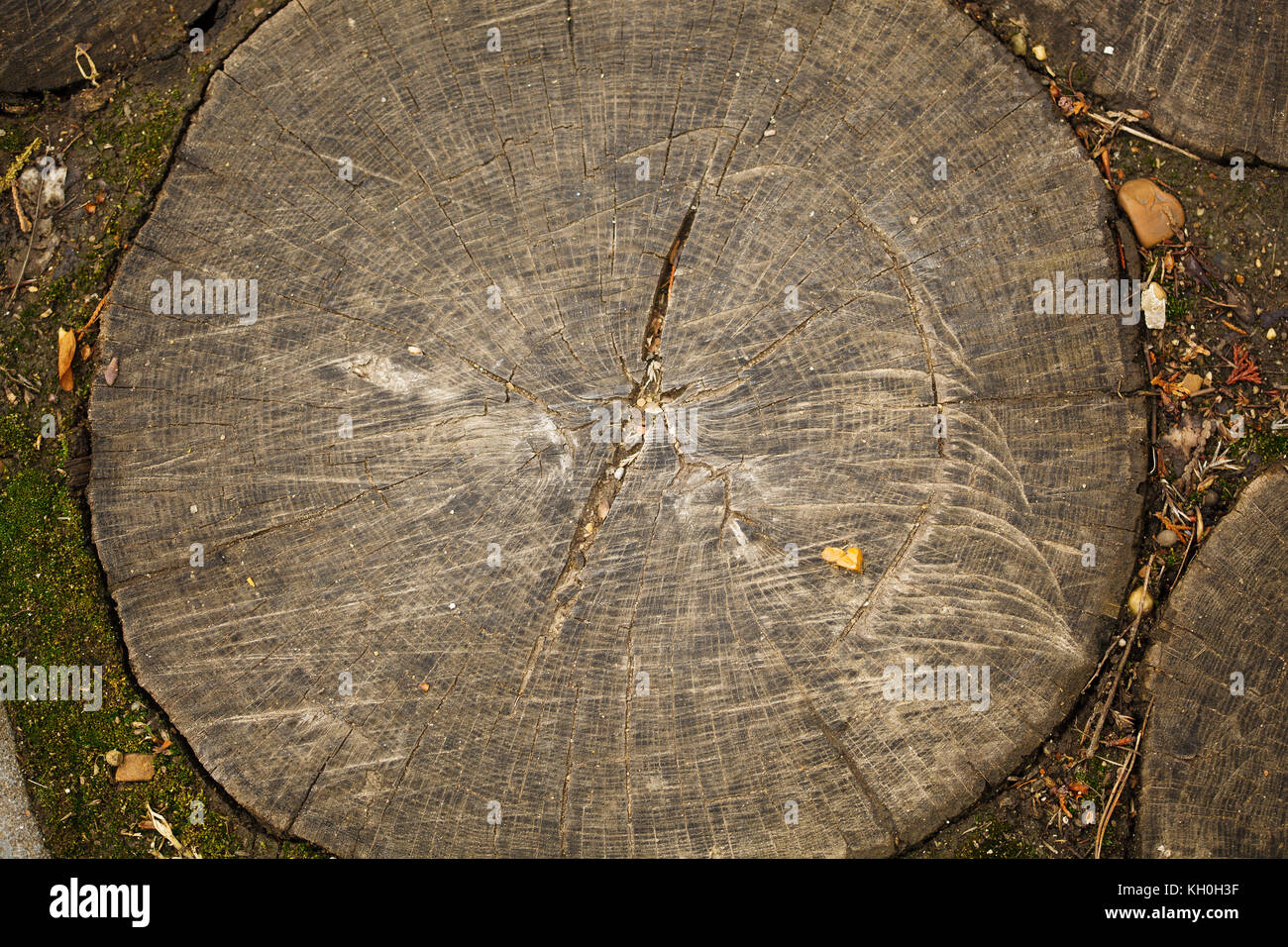 tree stump top view Stock Photo - Alamy