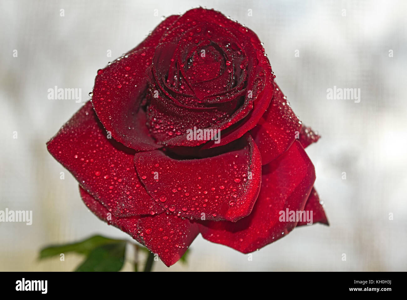 Red rose on the background of the window Stock Photo - Alamy