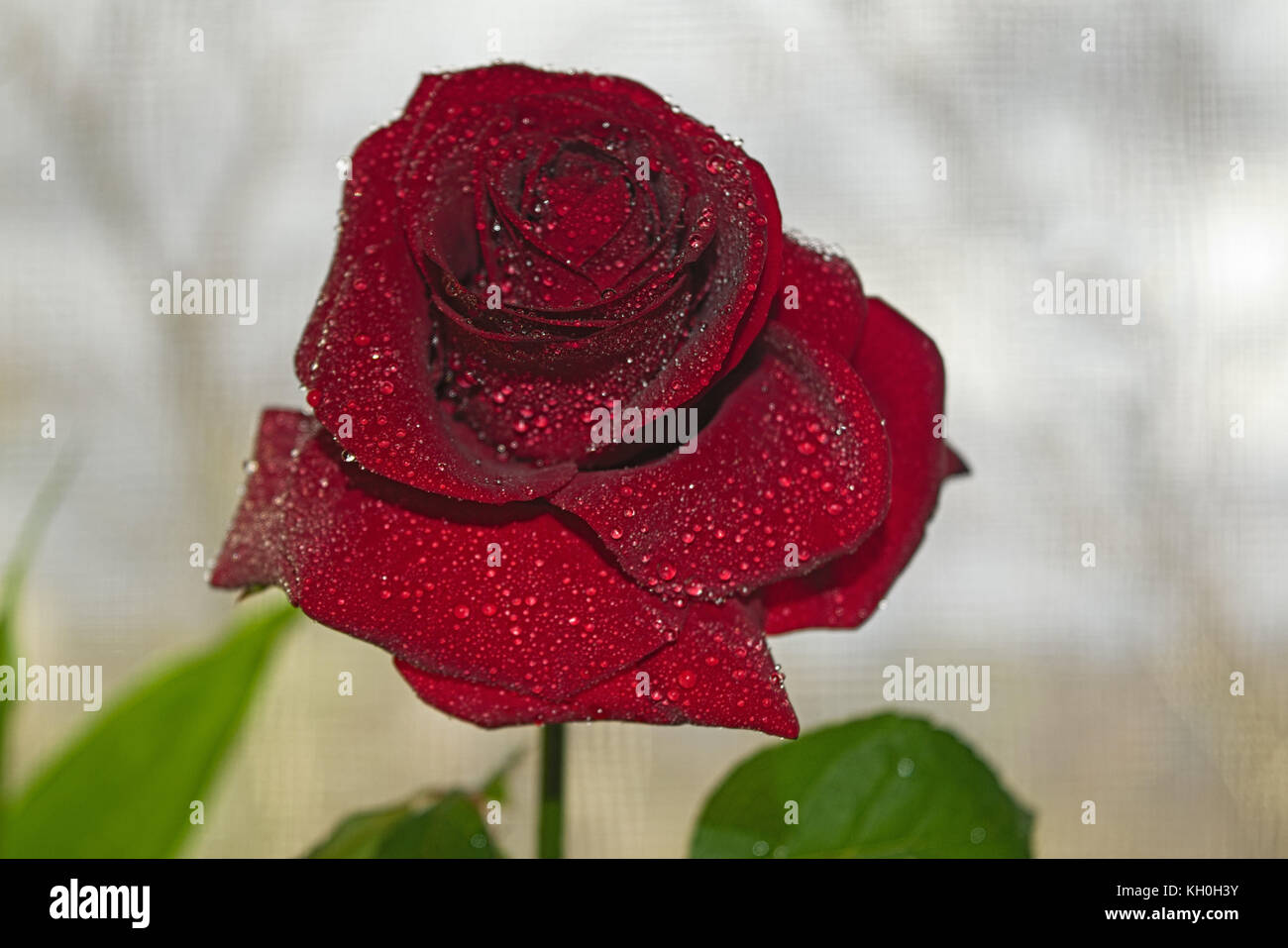 Red rose on the background of the window Stock Photo - Alamy