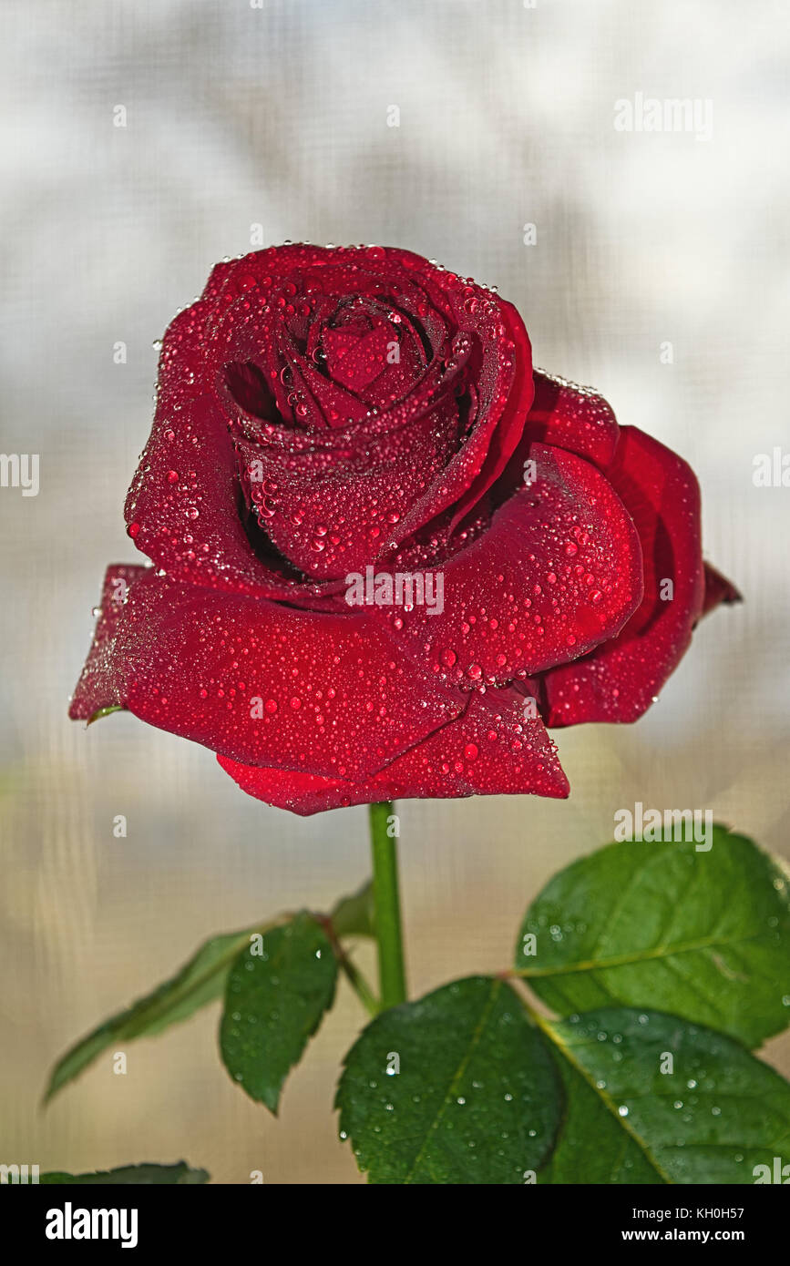 Red rose on the background of the window Stock Photo - Alamy