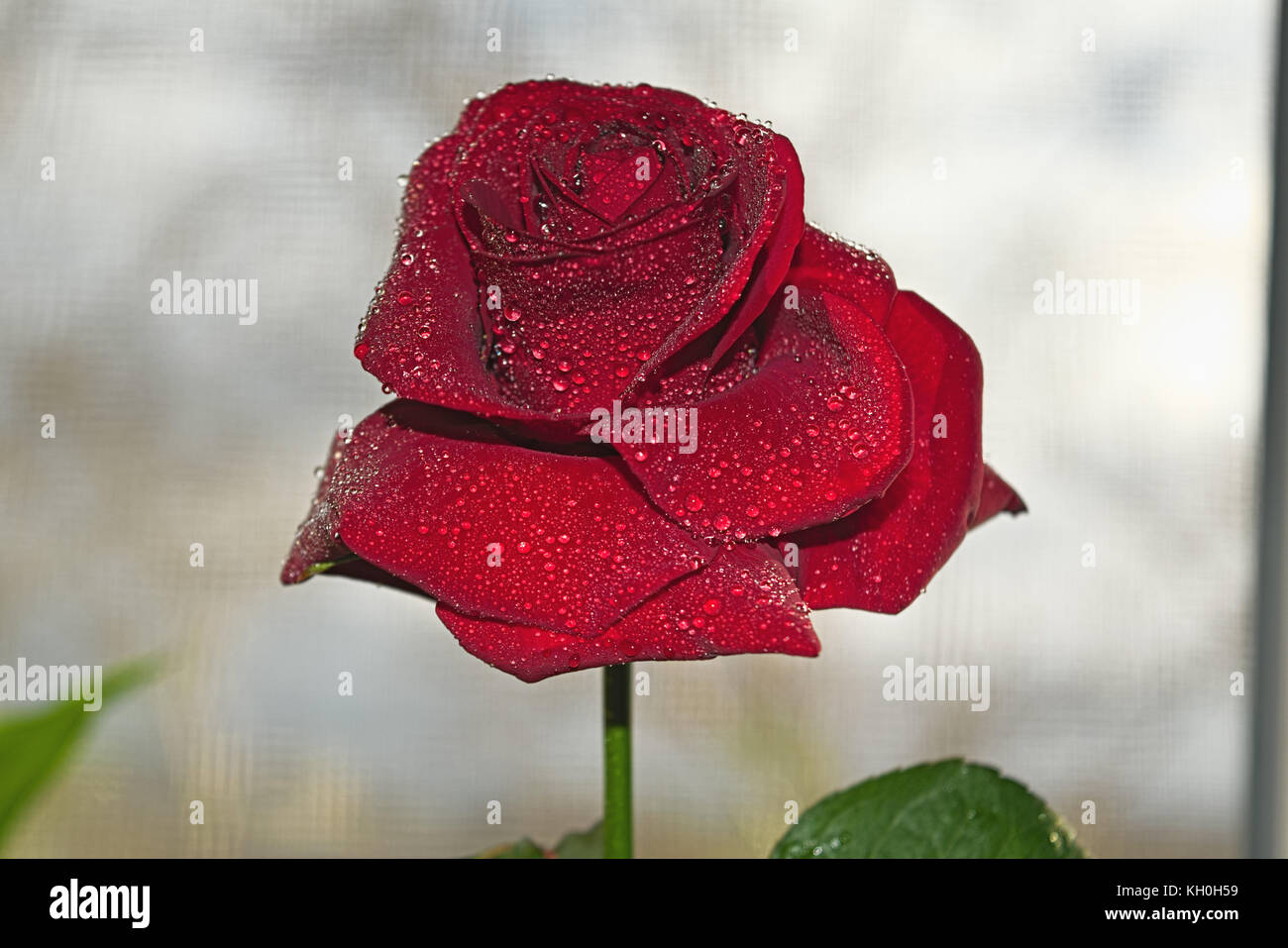Red rose on the background of the window Stock Photo - Alamy