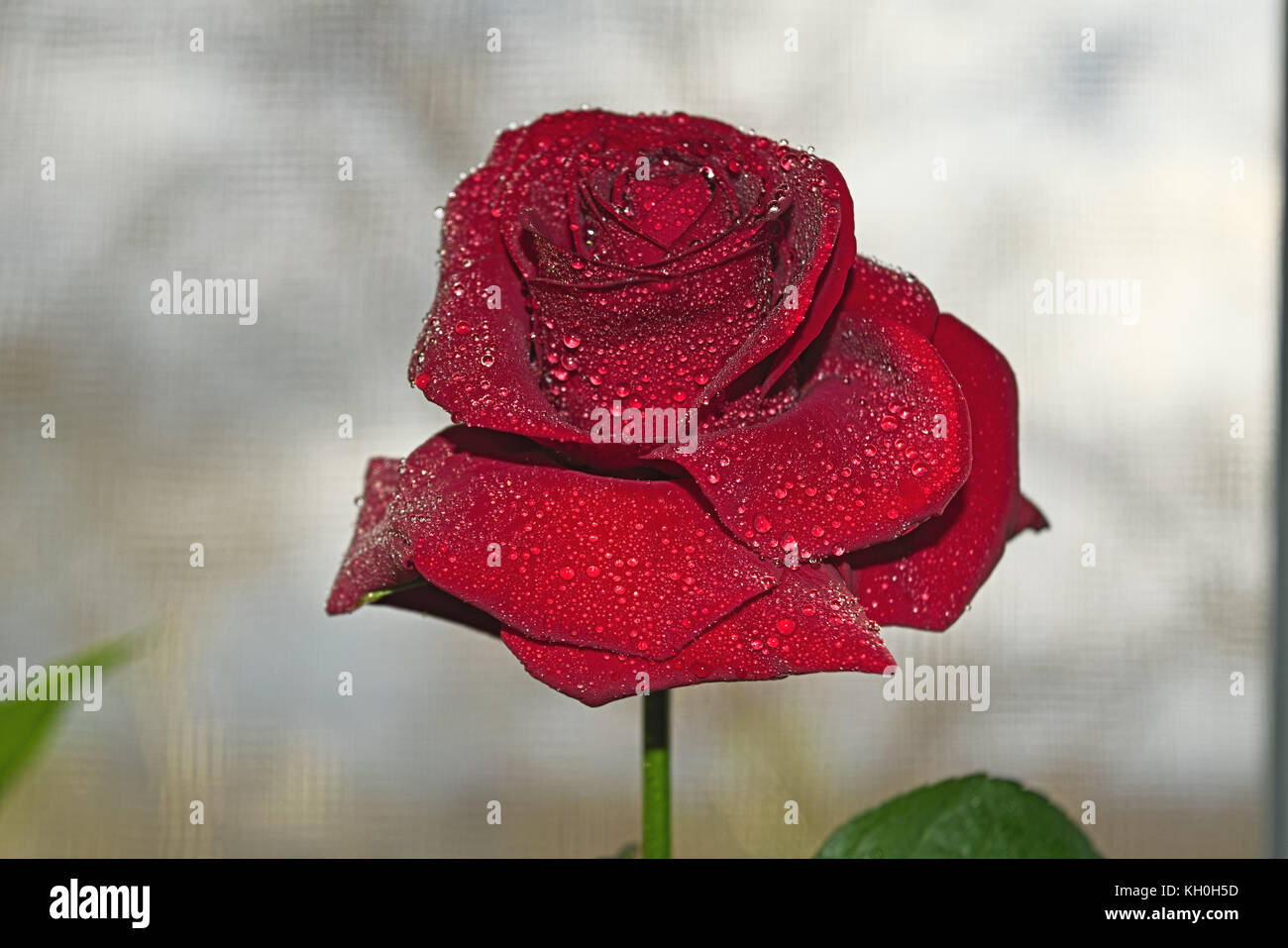 Red rose on the background of the window Stock Photo - Alamy