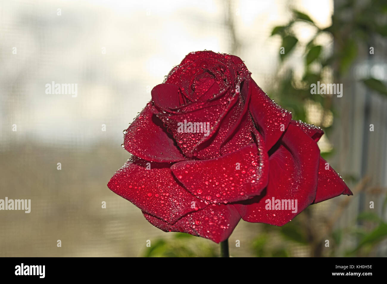 Red rose on the background of the window Stock Photo - Alamy