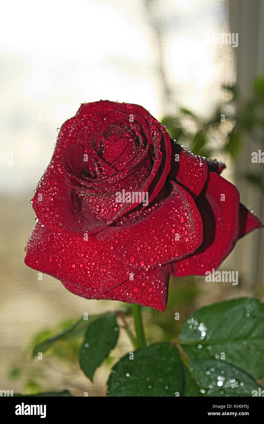 Red rose on the background of the window Stock Photo - Alamy