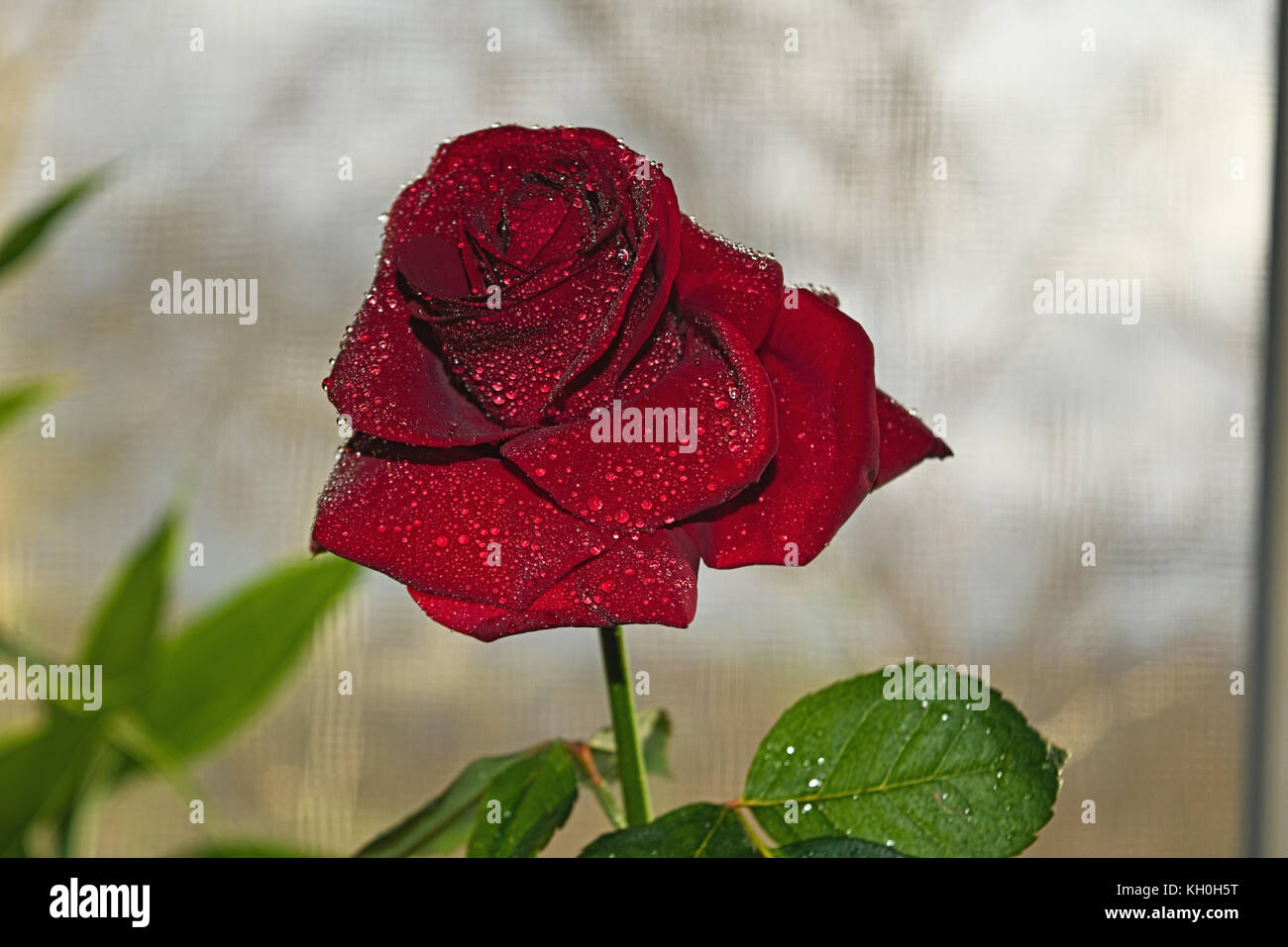 Red rose on the background of the window Stock Photo - Alamy