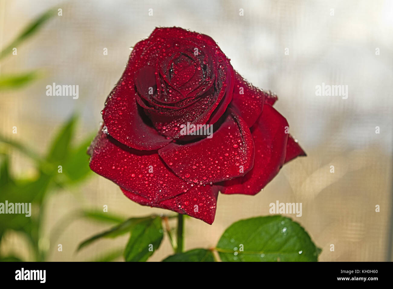 Red rose on the background of the window Stock Photo - Alamy