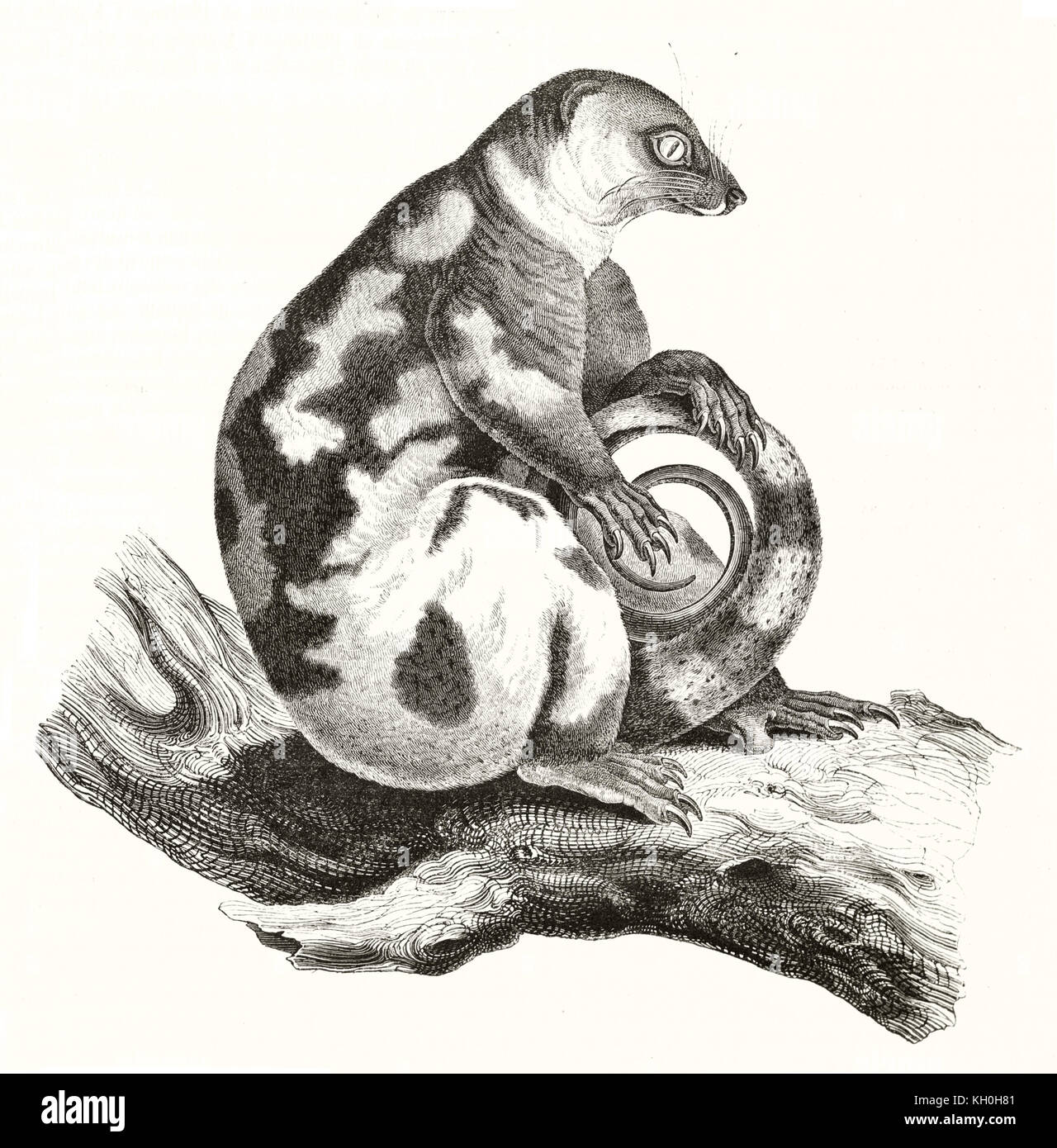 Old engraved illustration of Common Spotted Cuscus (Spilocuscus ...