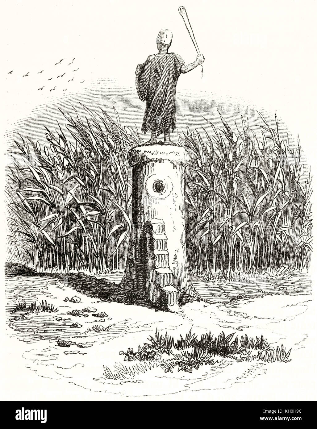 Corn egypt hi-res stock photography and images - Alamy