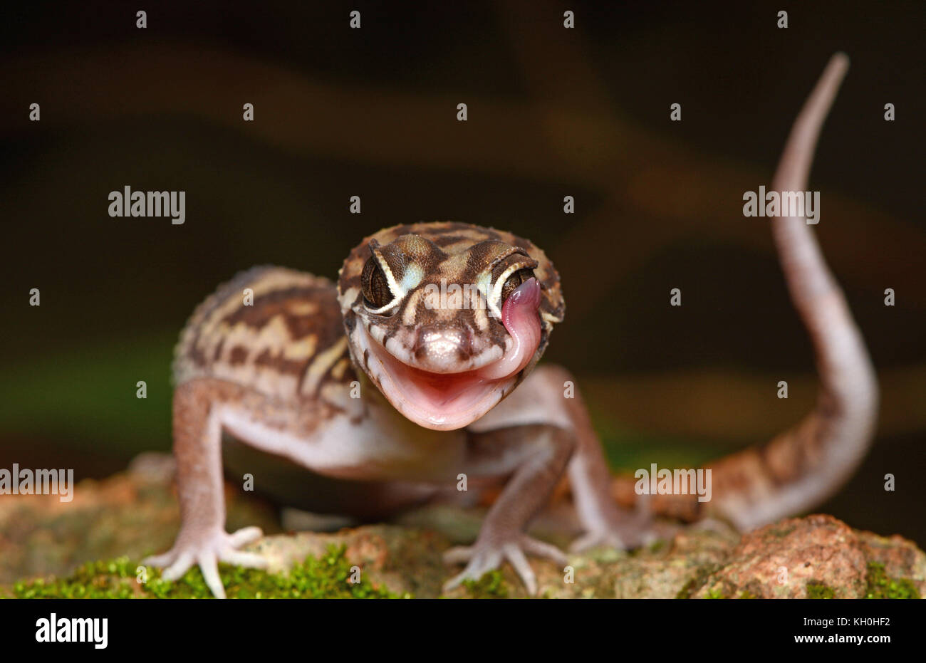 Yucatán Banded Gecko (Coleonyx elegans) from Yucatán, Mexico Stock ...