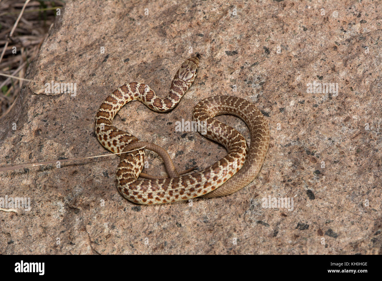 A hatchling Eastern Yellow-bellied Racer (Coluber constrictor ...