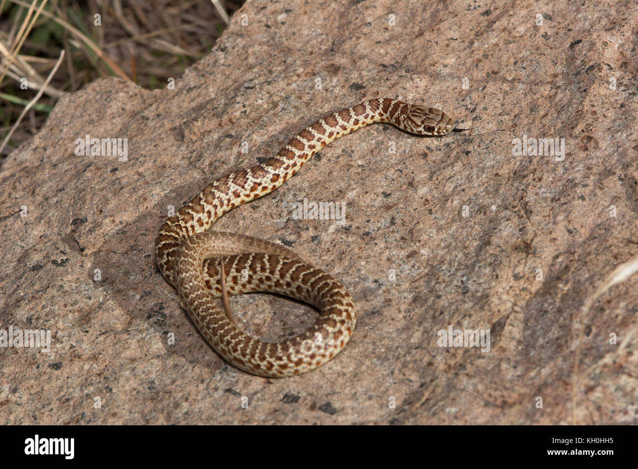 A hatchling Eastern Yellow-bellied Racer (Coluber constrictor ...