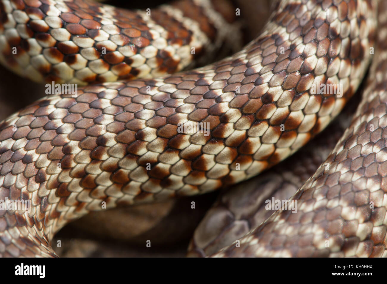 A hatchling Eastern Yellow-bellied Racer (Coluber constrictor ...