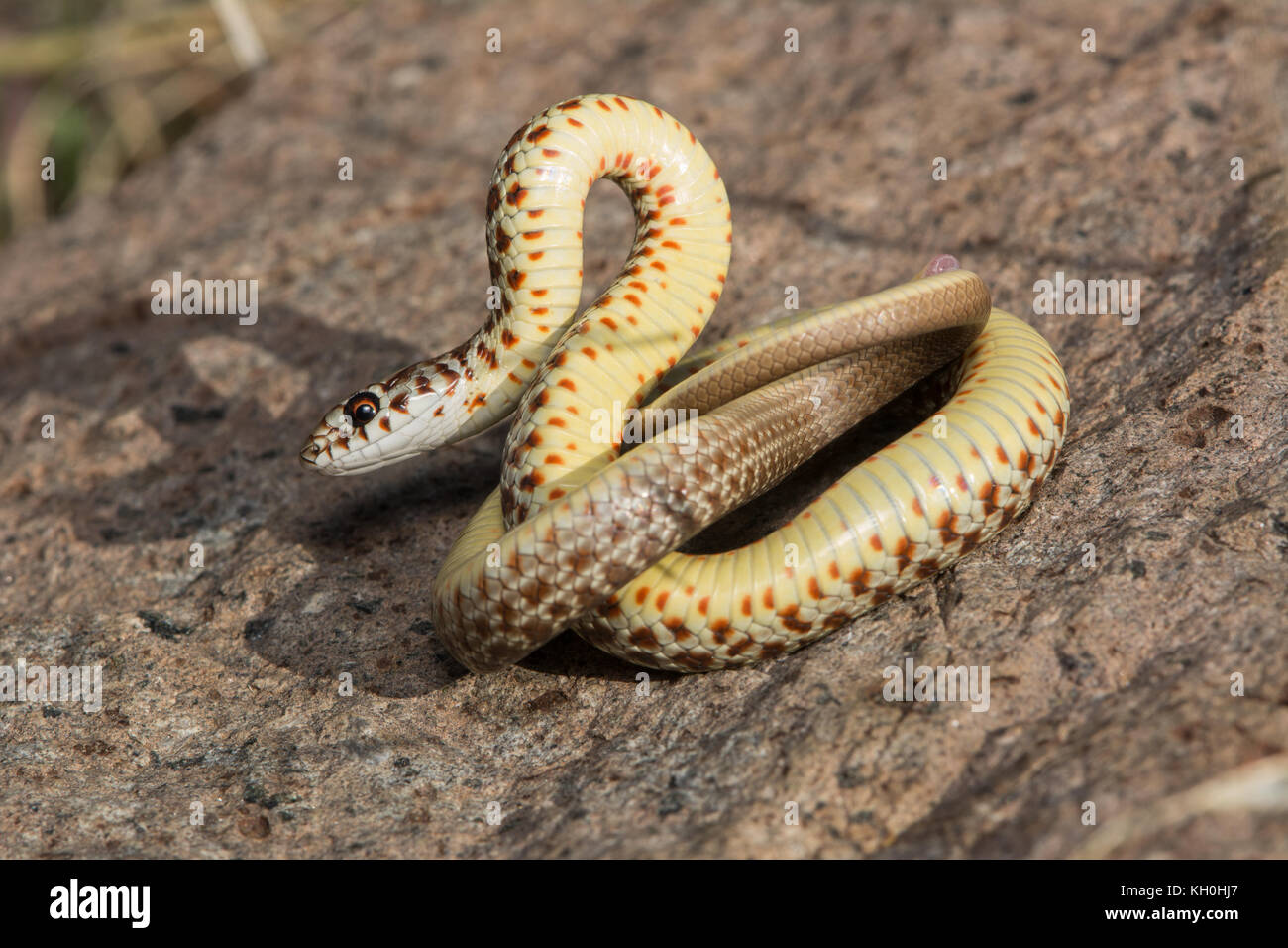 A hatchling Eastern Yellow-bellied Racer (Coluber constrictor ...