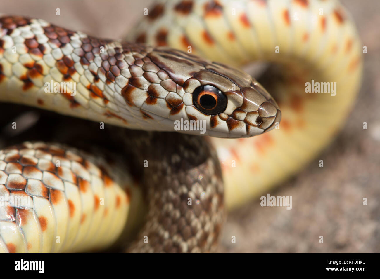 Ventral Scales Snake High Resolution Stock Photography and Images - Alamy