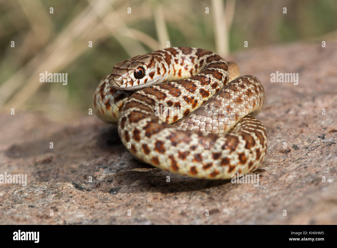 A hatchling Eastern Yellow-bellied Racer (Coluber constrictor ...