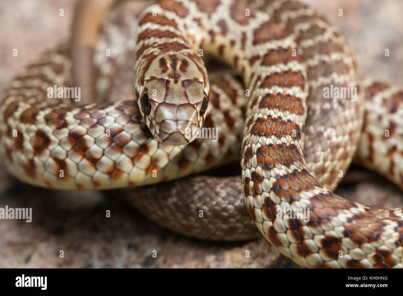 A hatchling Eastern Yellow-bellied Racer (Coluber constrictor ...