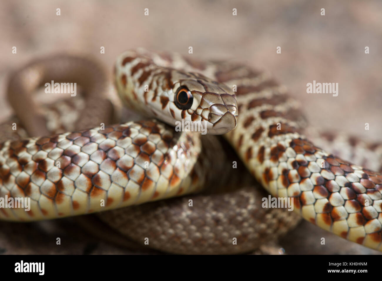 A hatchling Eastern Yellow-bellied Racer (Coluber constrictor ...