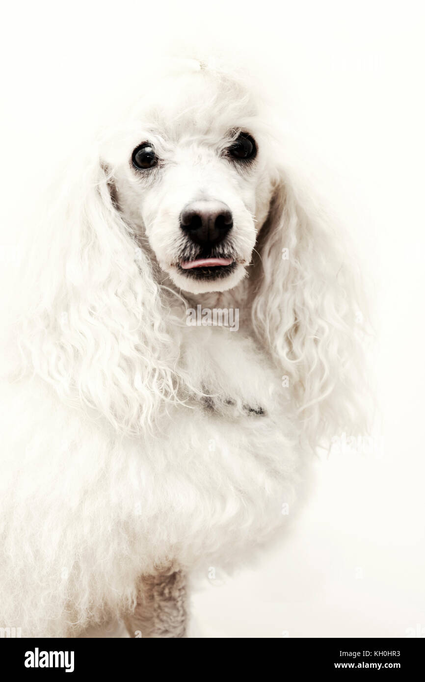 white poodle portrait on white background Stock Photo - Alamy
