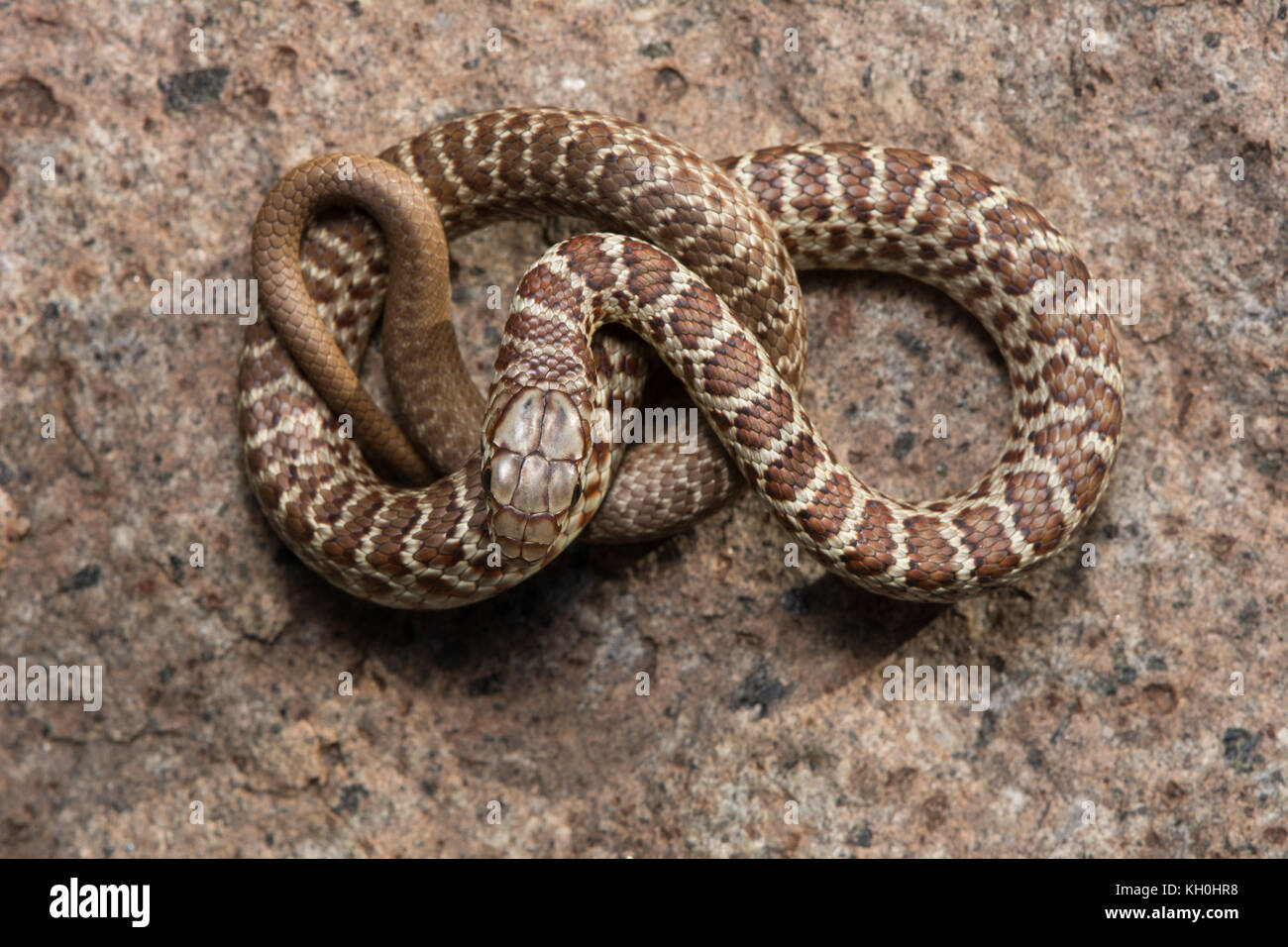 A hatchling Eastern Yellow-bellied Racer (Coluber constrictor ...