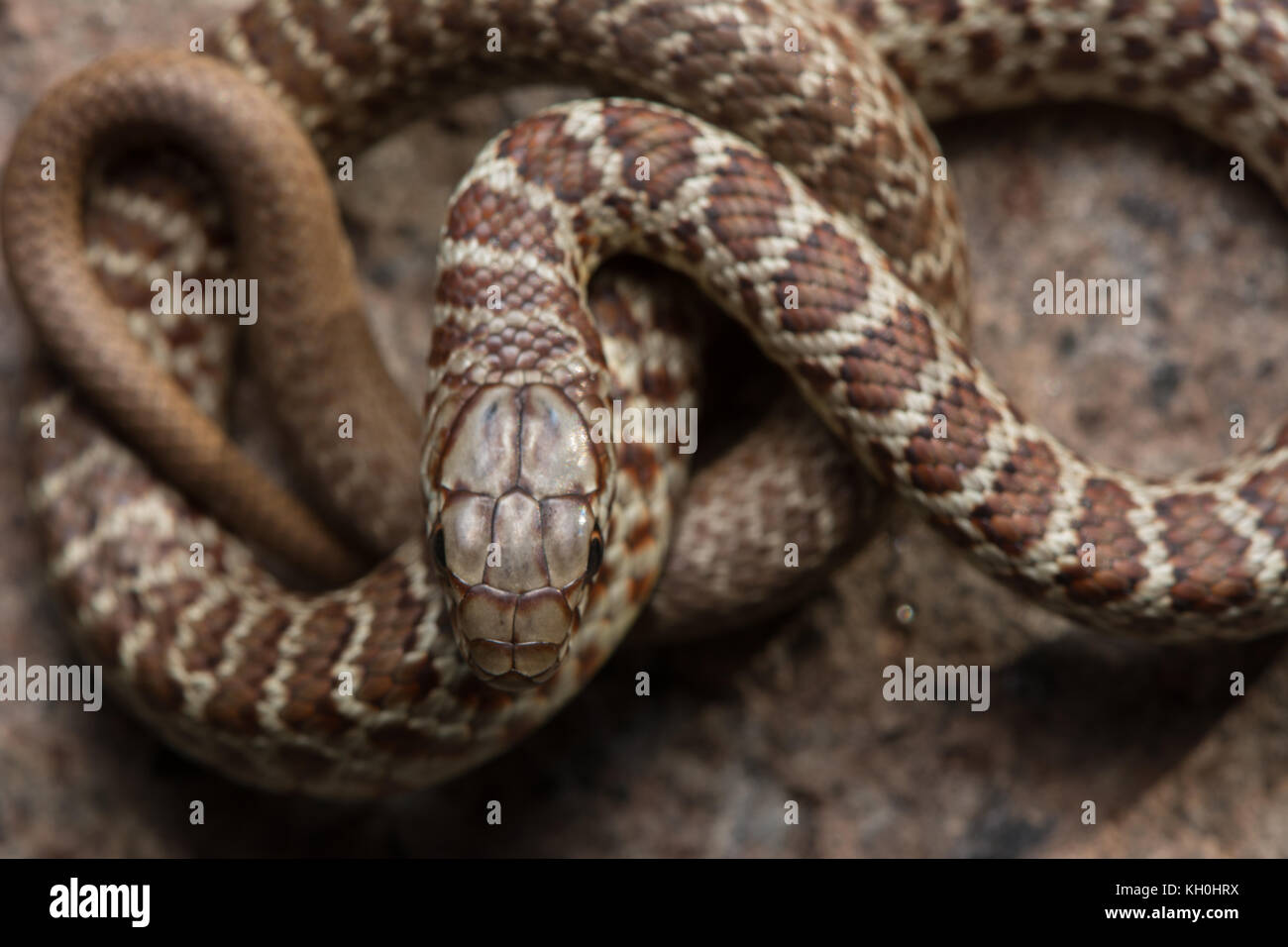 A hatchling Eastern Yellow-bellied Racer (Coluber constrictor ...