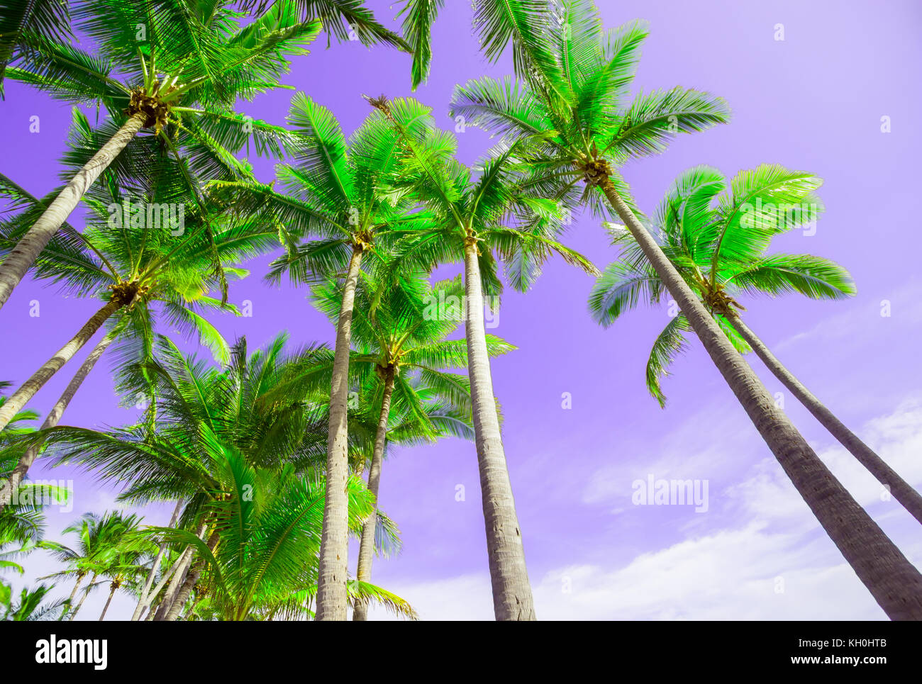 Low point of view, looking up through palms skyward with purple sky and ...