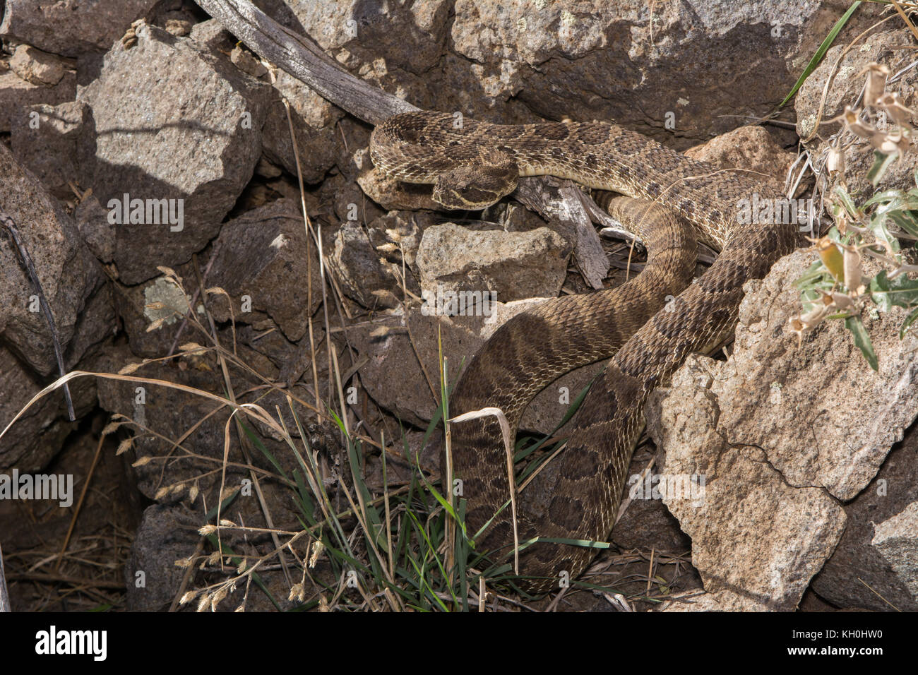 Prairie Rattlesnake (Crotalus viridis) from Jefferson County, Colorado ...