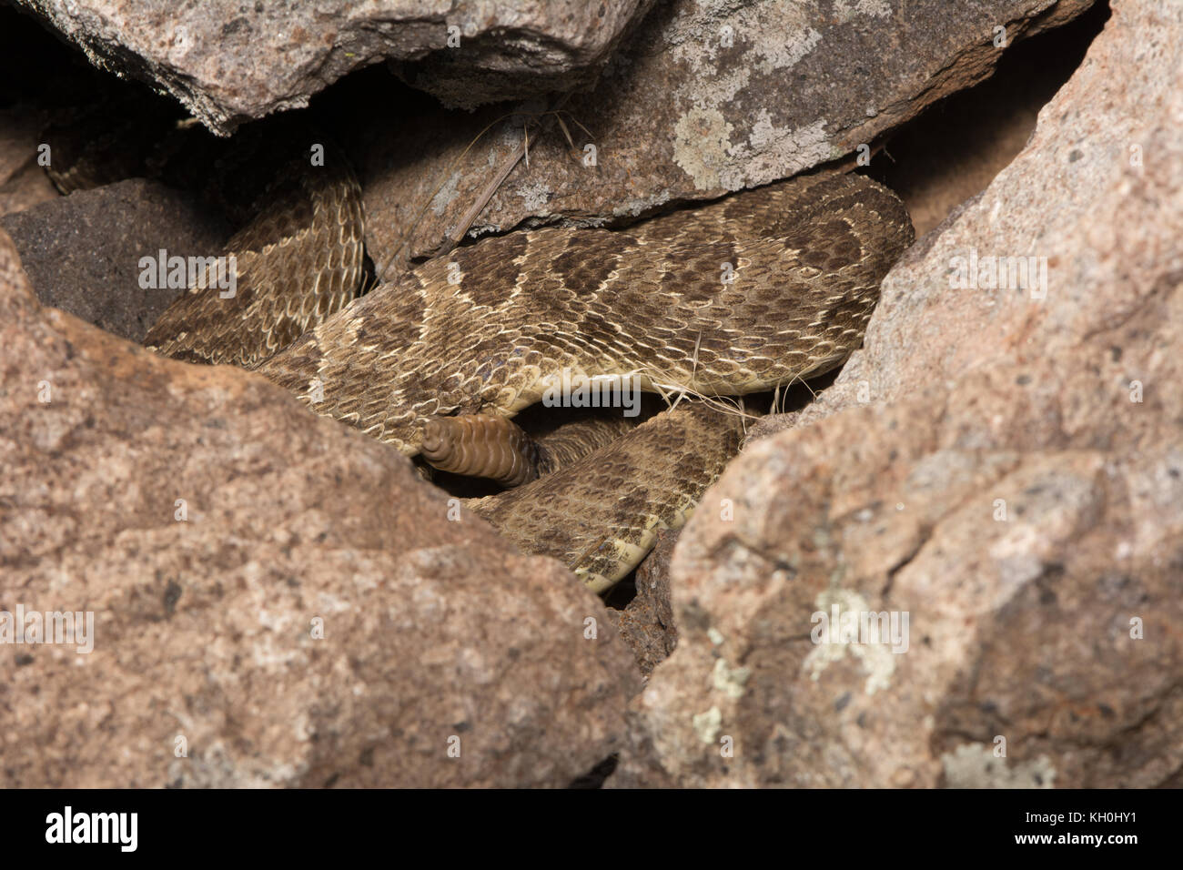 Prairie Rattlesnake (Crotalus viridis) from Jefferson County, Colorado ...