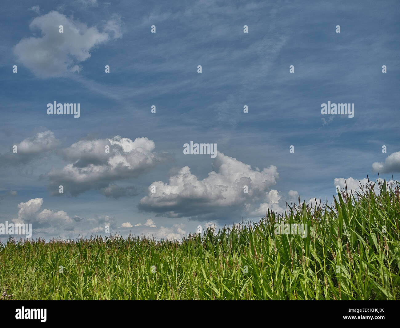 Photos were taken on a field of fodder corn.Green leaves and stems ...