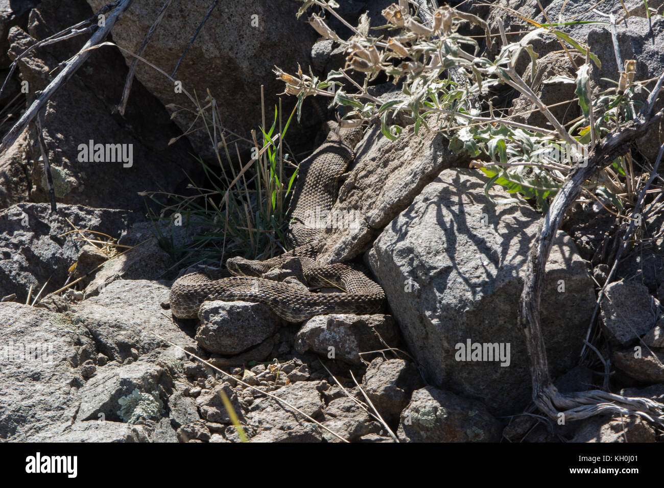 Prairie Rattlesnake (Crotalus viridis) from Jefferson County, Colorado ...