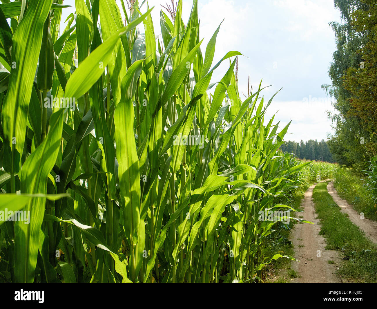 Fodder corn hi-res stock photography and images - Alamy