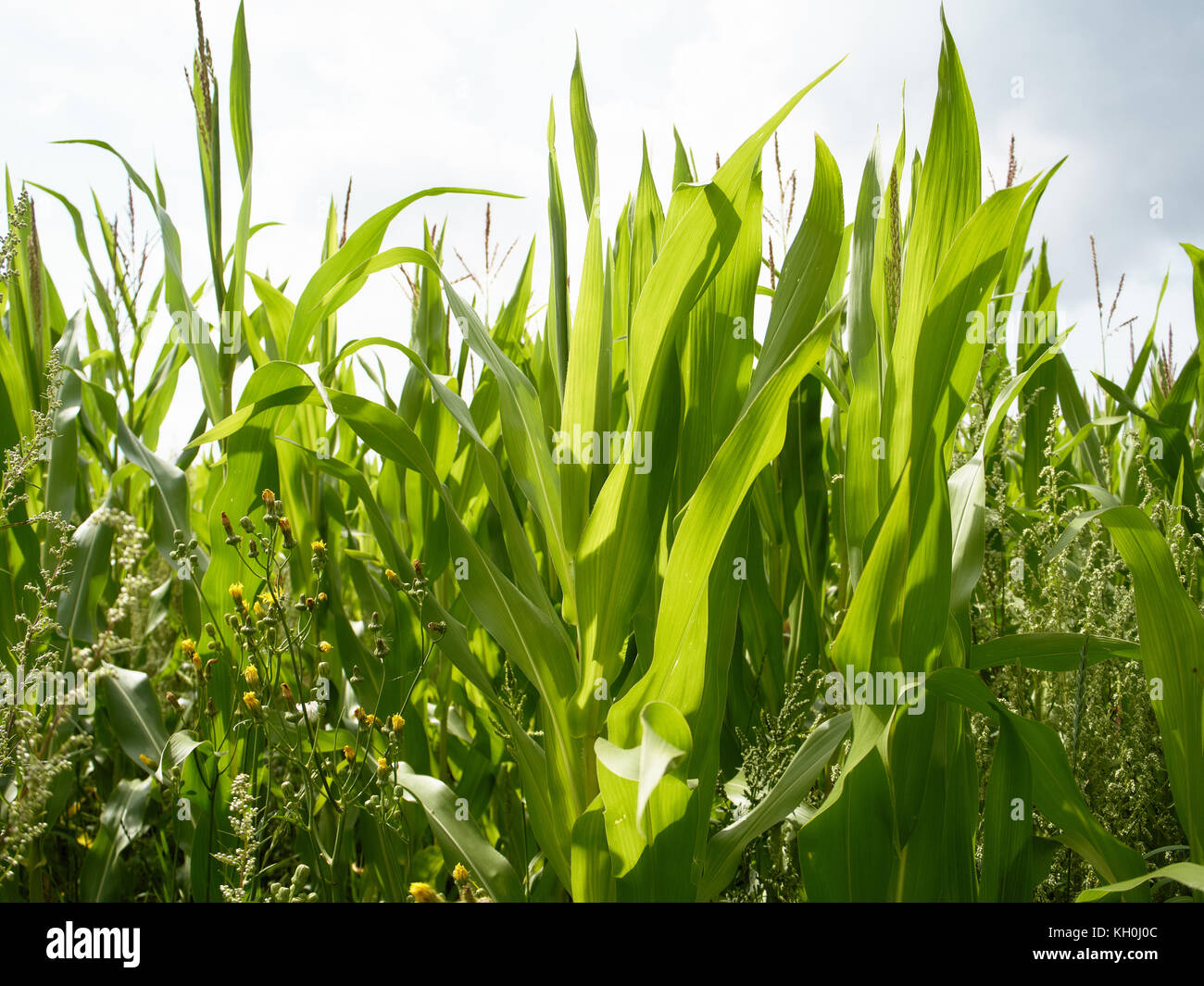 Fodder corn hi-res stock photography and images - Alamy