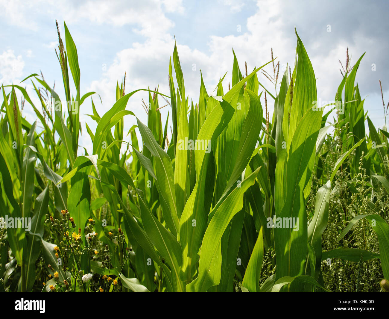 Fodder Corn High Resolution Stock Photography and Images - Alamy