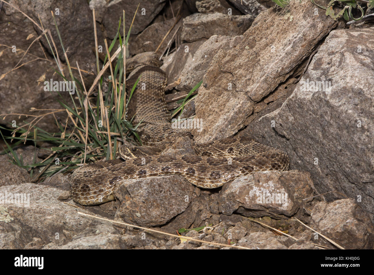Prairie Rattlesnake (Crotalus viridis) from Jefferson County, Colorado ...