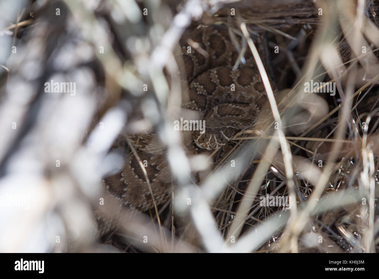 Prairie Rattlesnake (Crotalus viridis) from Jefferson County, Colorado ...