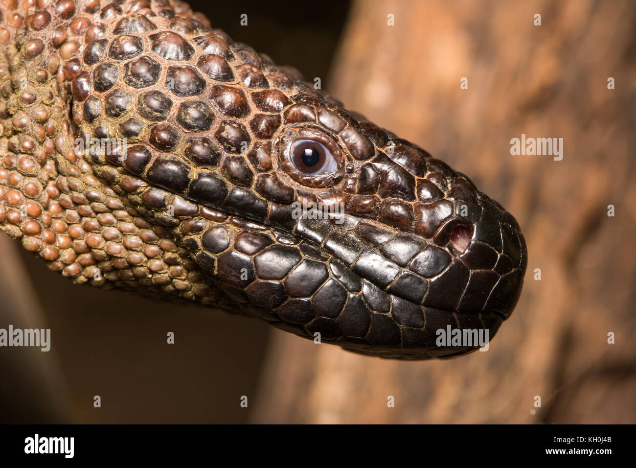 Rio Fuerte Beaded Lizard (Heloderma exasperatum) from Sonora, Mexico ...