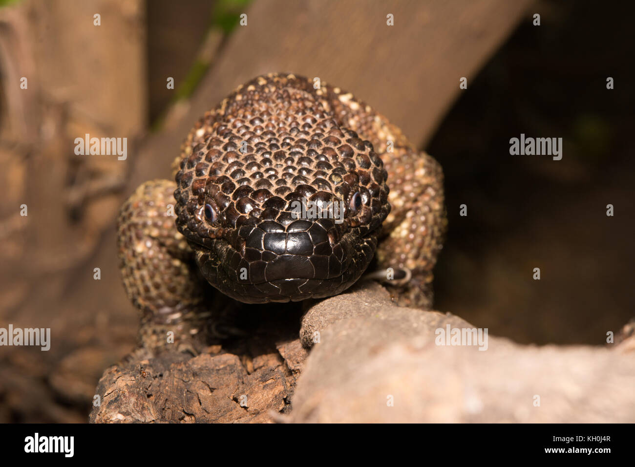 Rio Fuerte Beaded Lizard (Heloderma exasperatum) from Sonora, Mexico ...